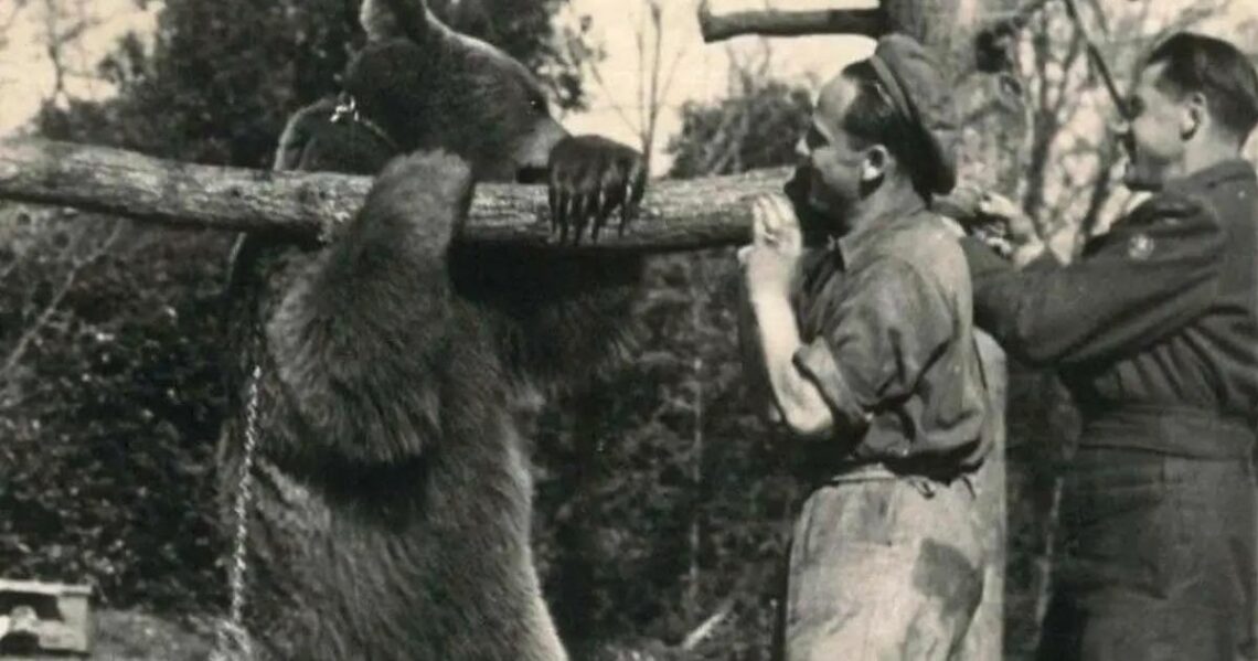 The Legendary Story of Wojtek the Soldier Bear | Beauty of Poland