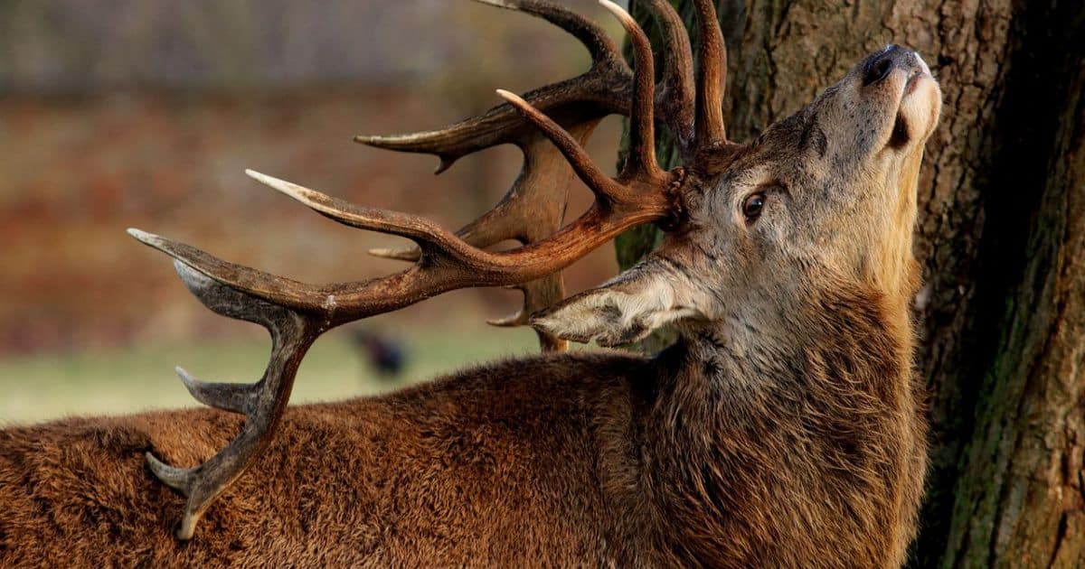 Top 10 Wild Animals in Poland – Everything You Need To Know | Beauty of ...