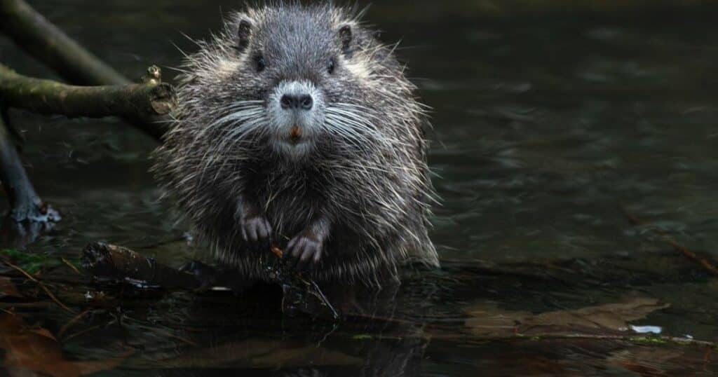 Top 10 Wild Animals in Poland – Everything You Need To Know | Beauty of ...