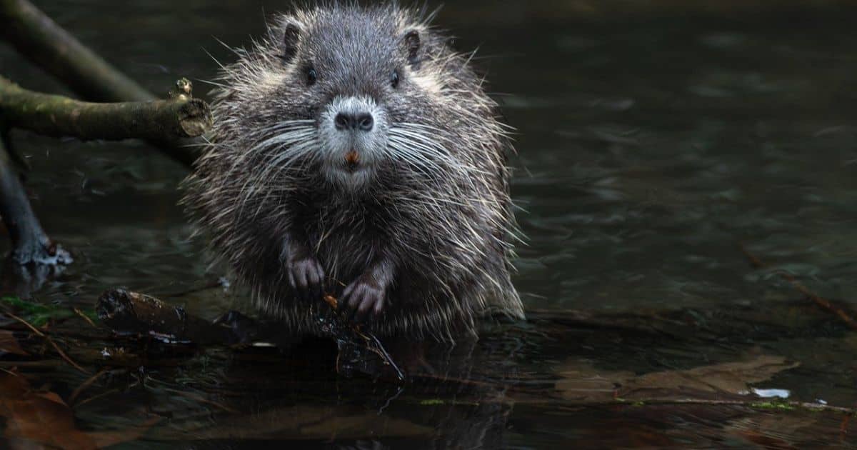 Top 10 Wild Animals in Poland – Everything You Need To Know | Beauty of ...