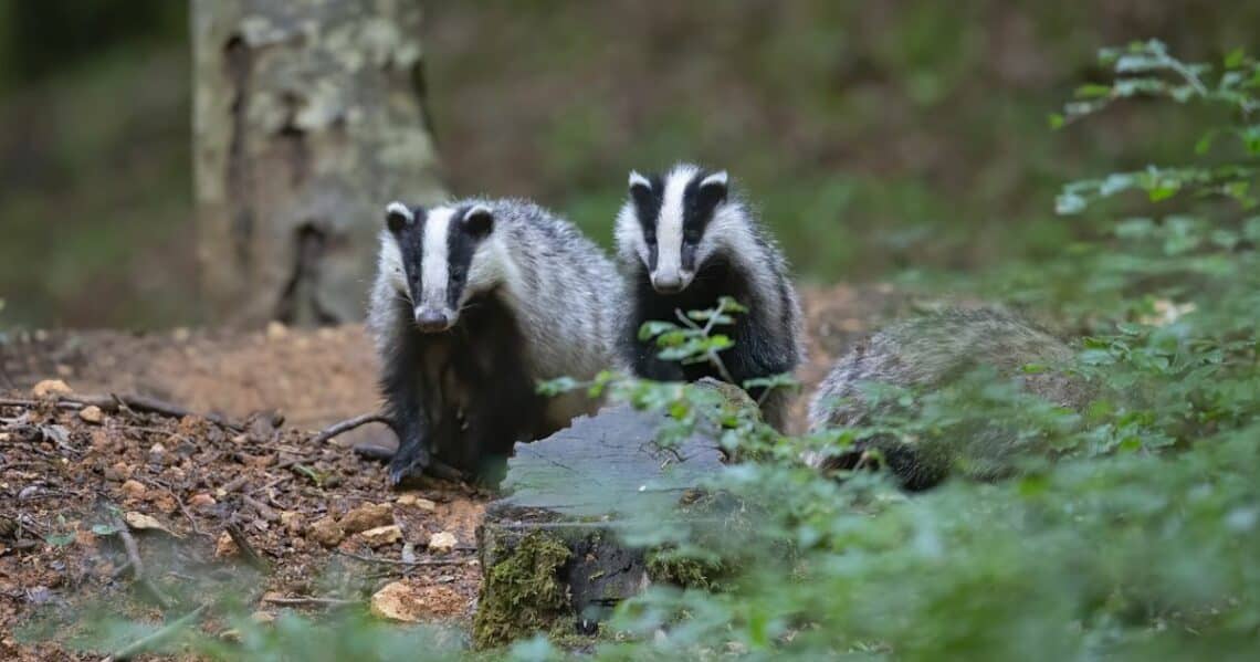 Top 10 Wild Animals in Poland – Everything You Need To Know | Beauty of ...