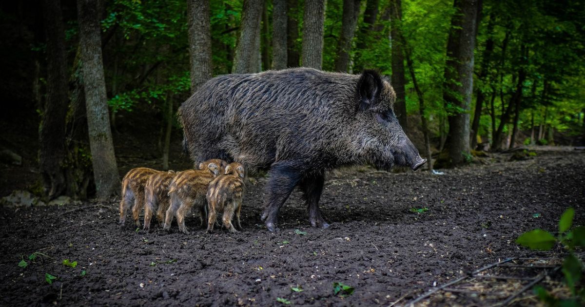 Top 10 Wild Animals in Poland – Everything You Need To Know | Beauty of ...